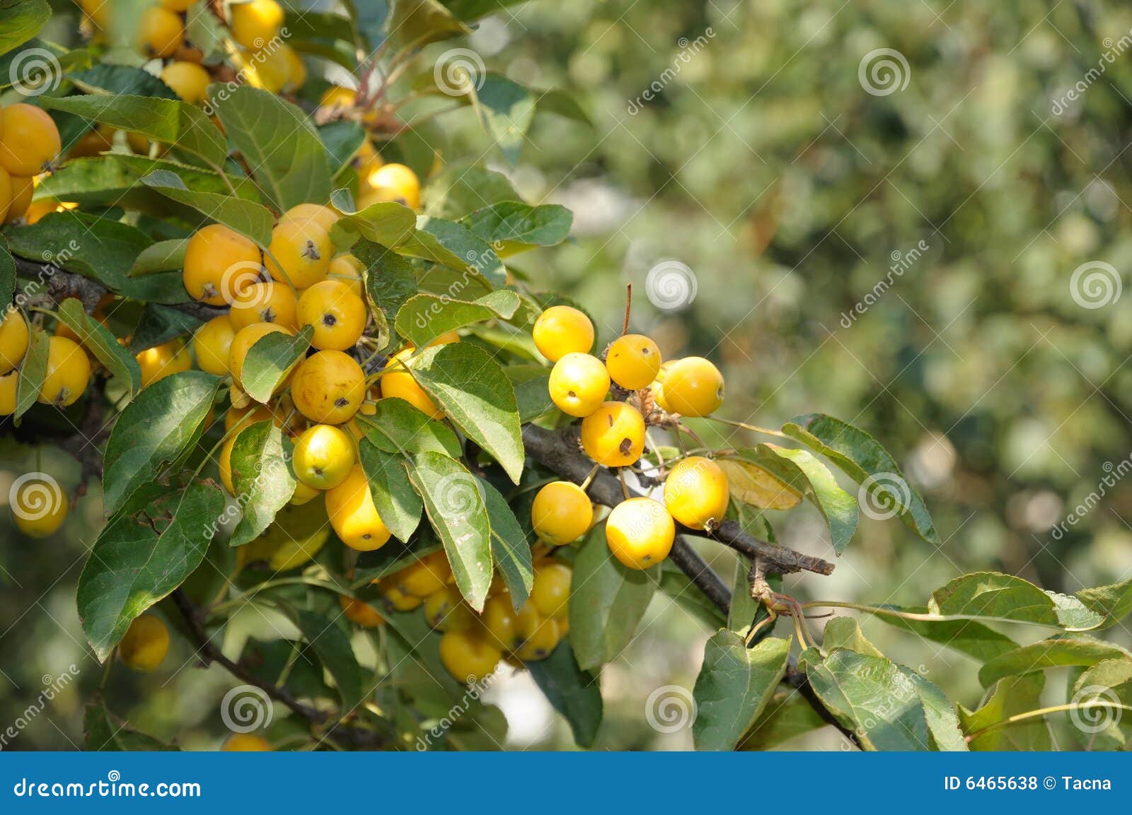 De Gele Vruchten Van De Herfst Stock Foto - Image of blauw, brussel ...