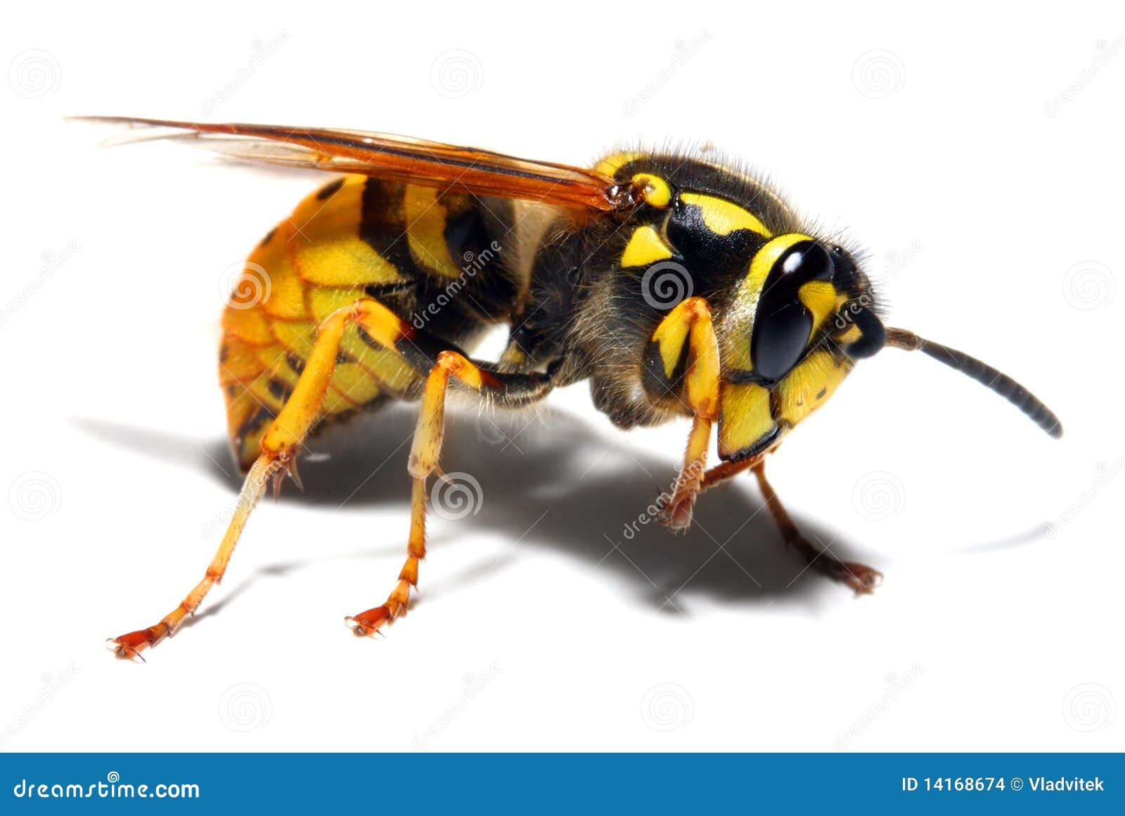 De gele Wesp van het Jasje stock foto. Image of pijn - 14168674