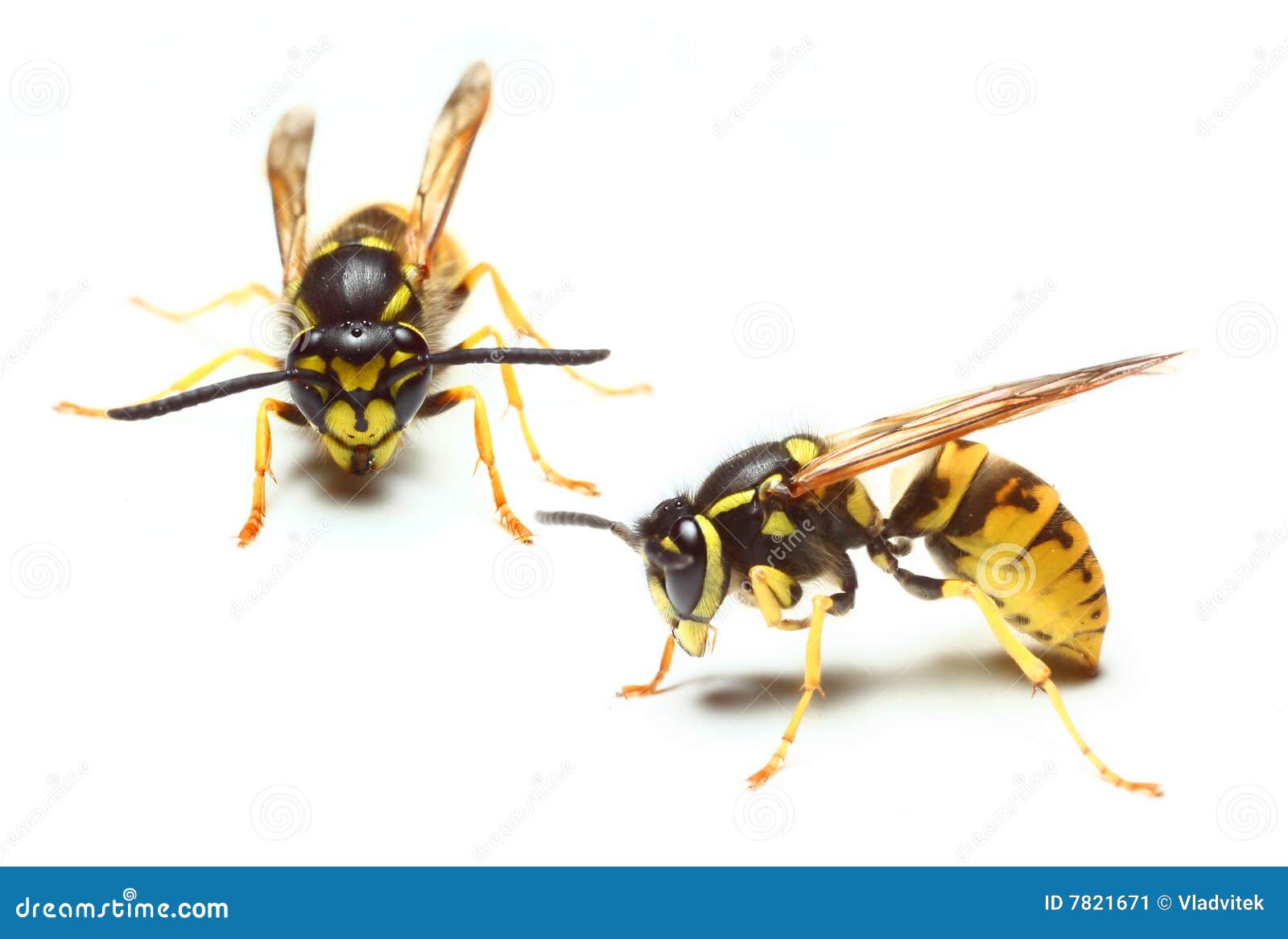 De gele Wesp van het Jasje stock afbeelding. Image of macro - 7821671