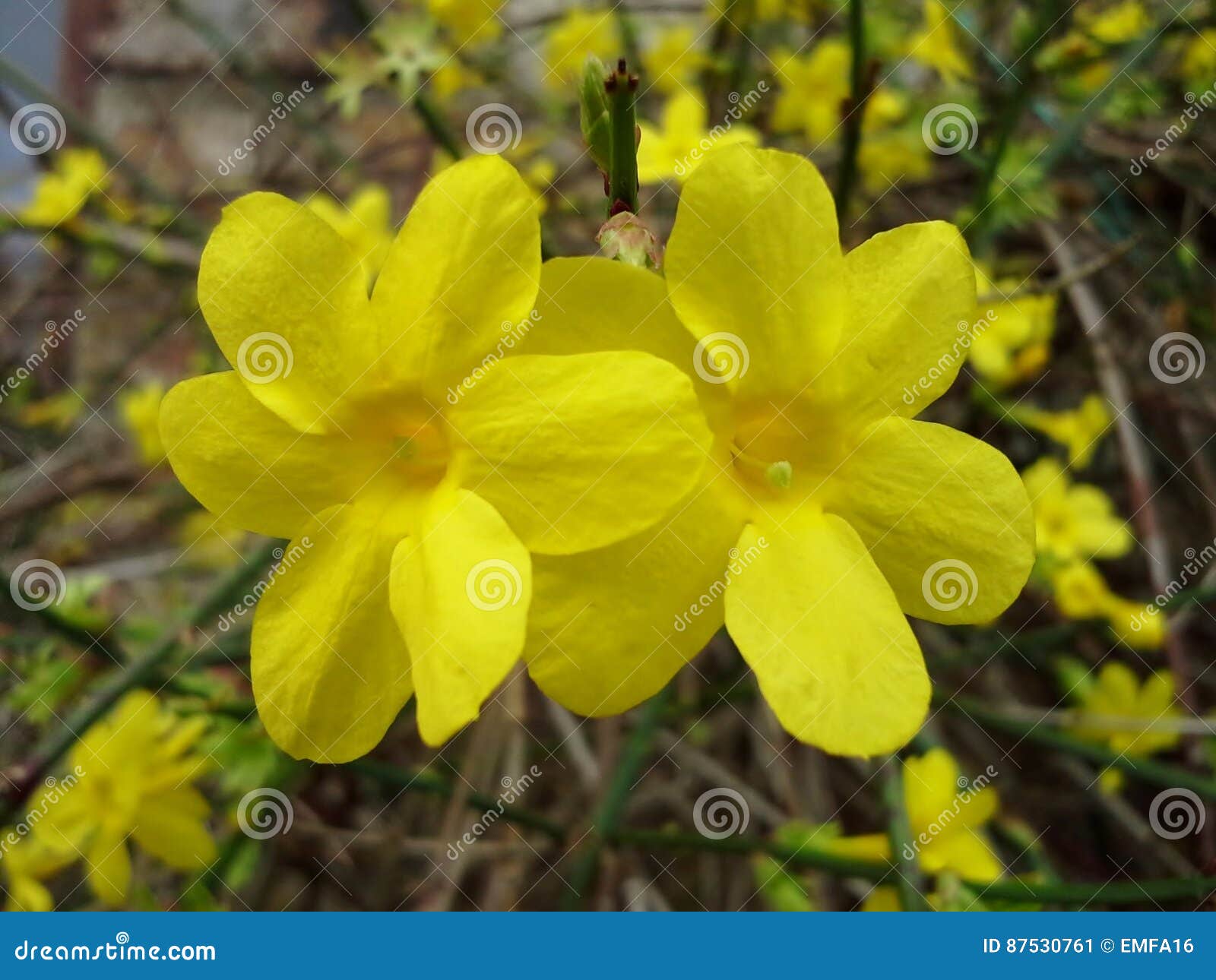 De Gele Winter Jasmine Flowers Stock Afbeelding - Image of bloemblaadje ...
