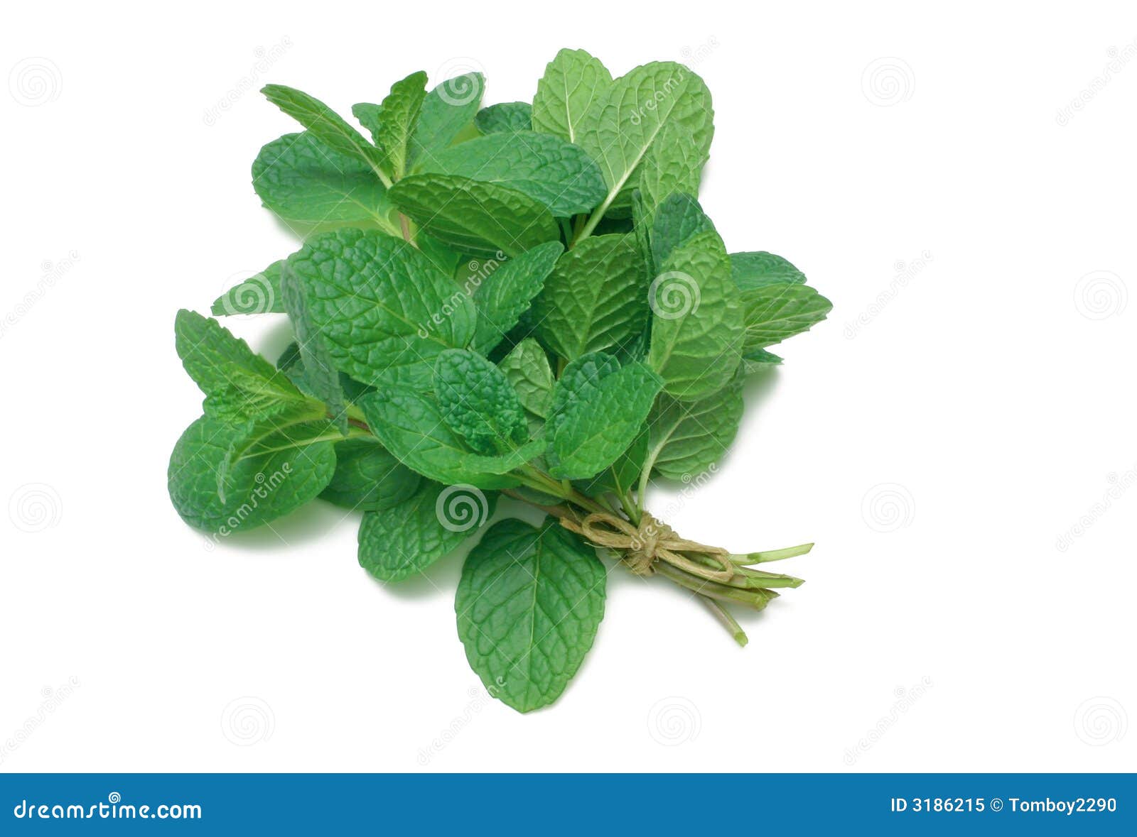 De Gemeenschappelijke Munt Van De Reeks Van Het Kruid Stock Afbeelding ...