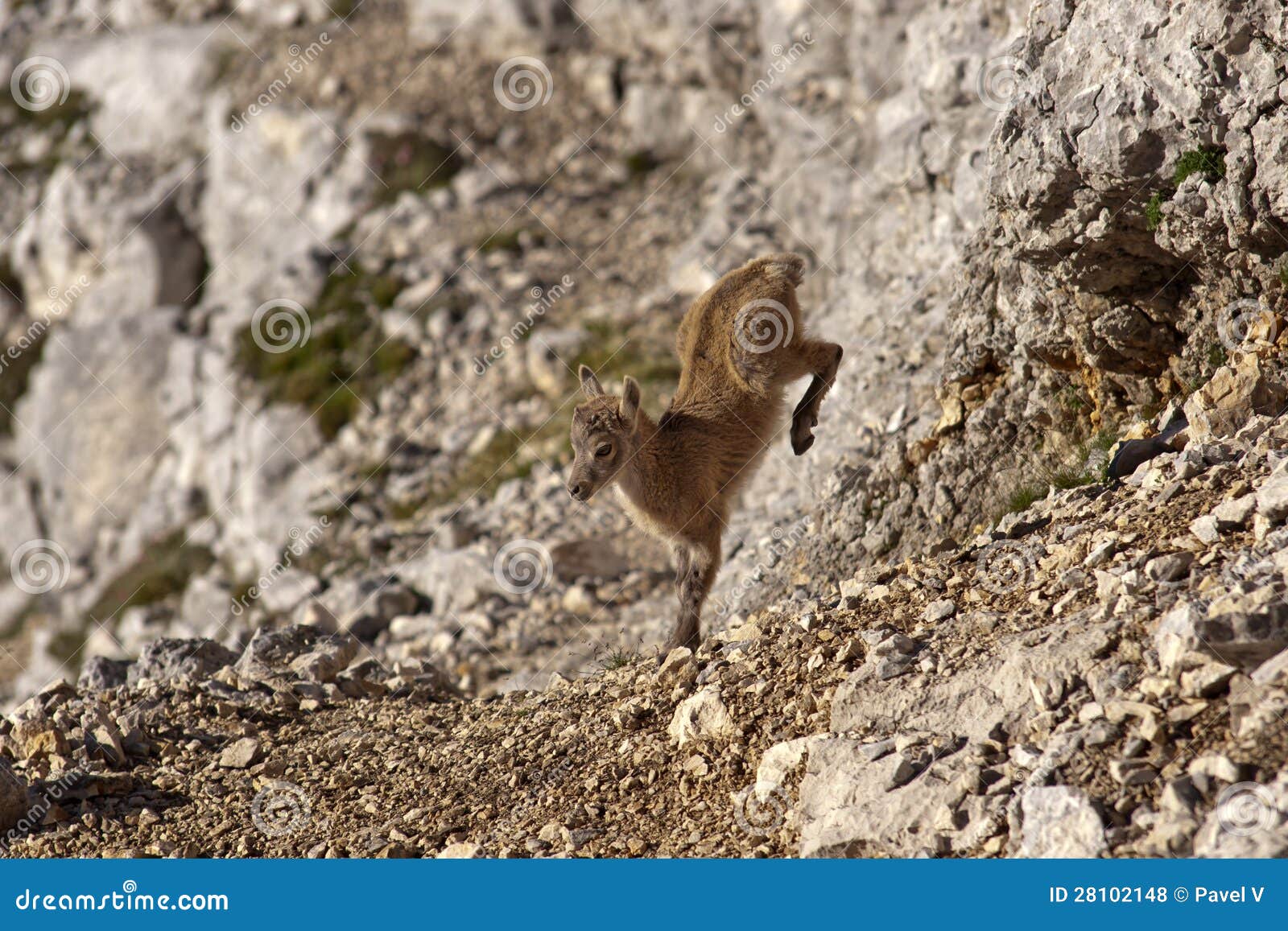 De gemzen van de baby stock foto. Image of spel, staar - 28102148