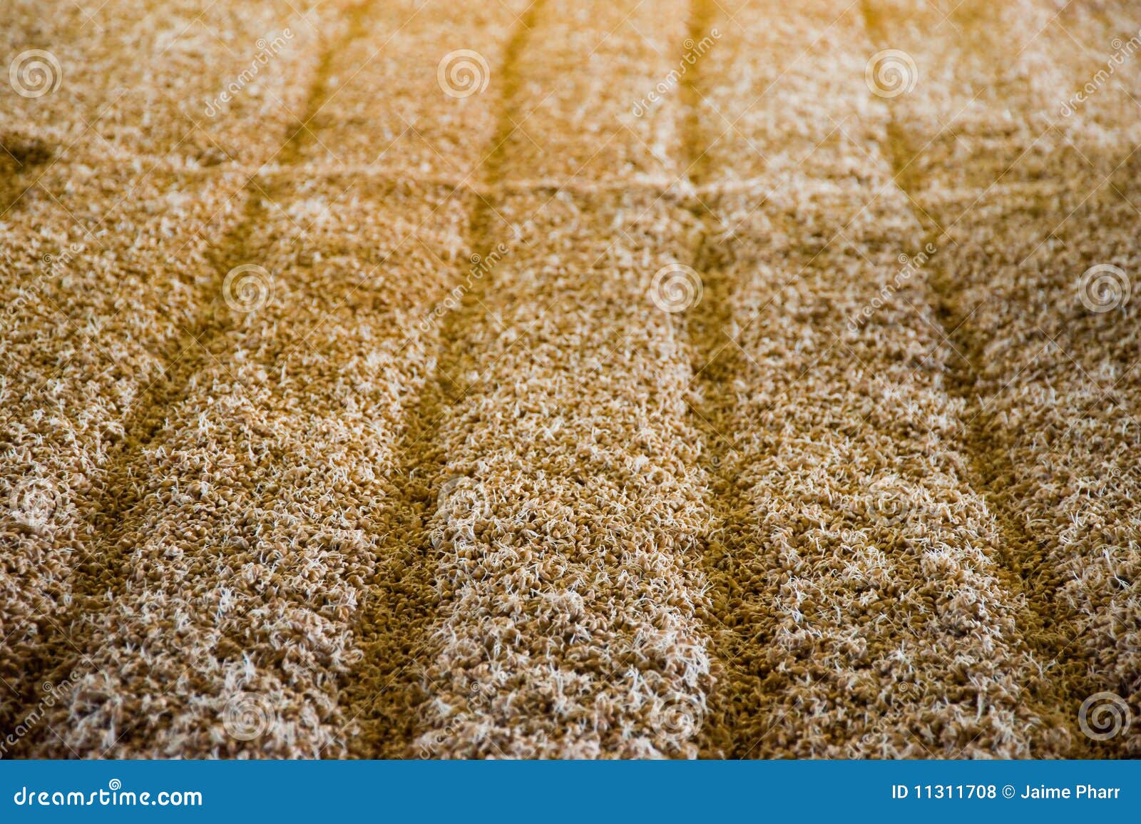 De gerst van het mouten stock foto. Image of gouden, vloer - 11311708