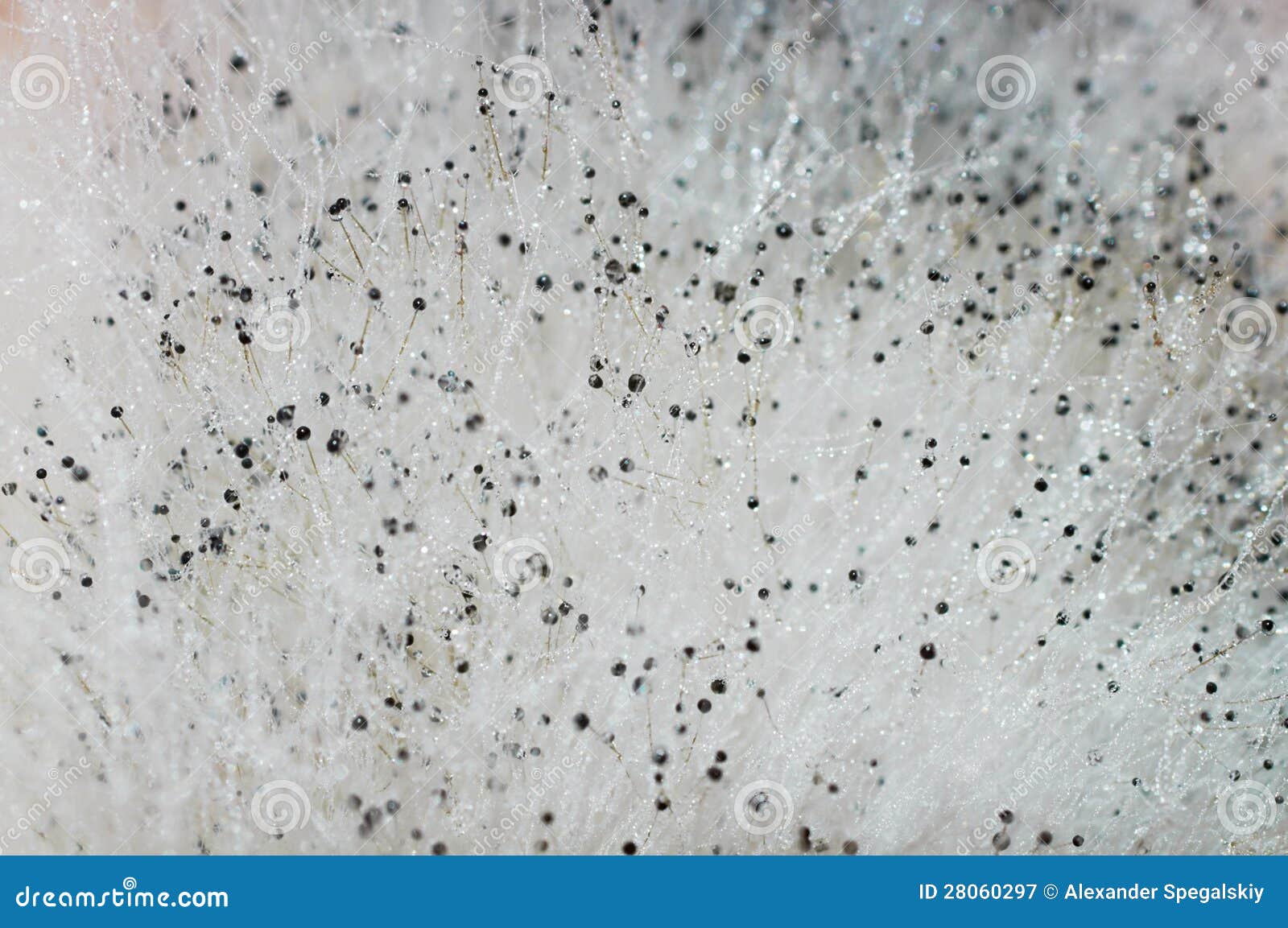 De geschillen van de vorm stock afbeelding. Image of gevaarlijk - 28060297