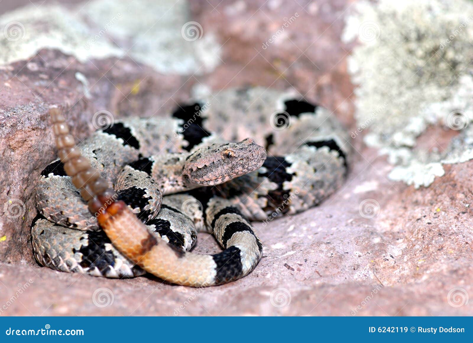 De Gestreepte Ratelslang Van De Rots Stock Afbeelding - Image of behoud ...