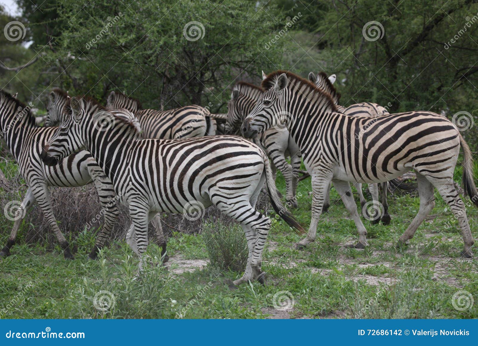 De Gestreepte Savanne Van Botswana Afrika Stock Foto - Image of safari ...