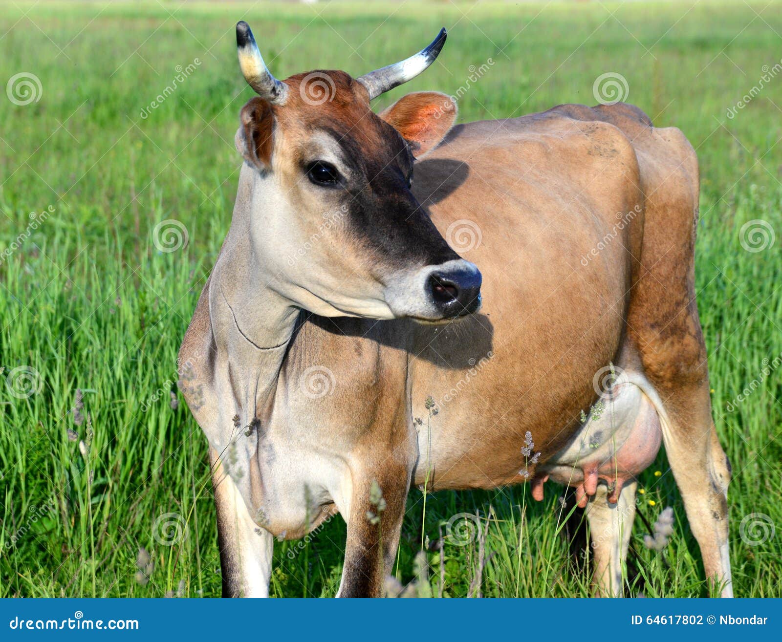 De Gevlekte Koe Op Het Groene Gras Stock Foto - Image of horizontaal ...