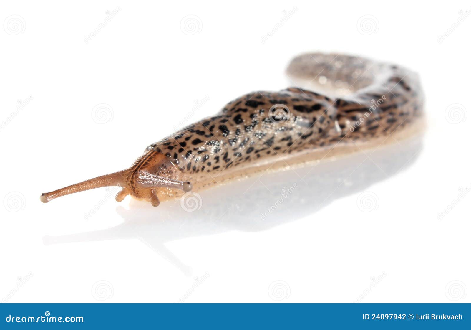 De Gevlekte Naaktslak Van Het Kruipen Stock Foto - Image of kijk ...