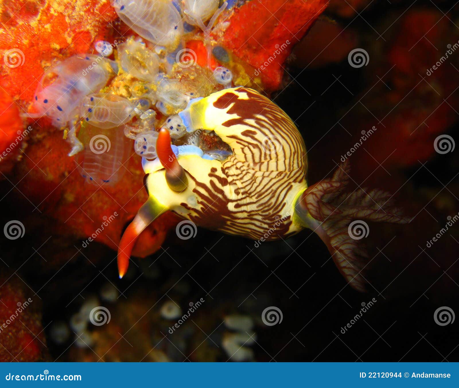 De Gevoerde Naaktslak Van Het Neon Stock Foto - Image of beelden ...