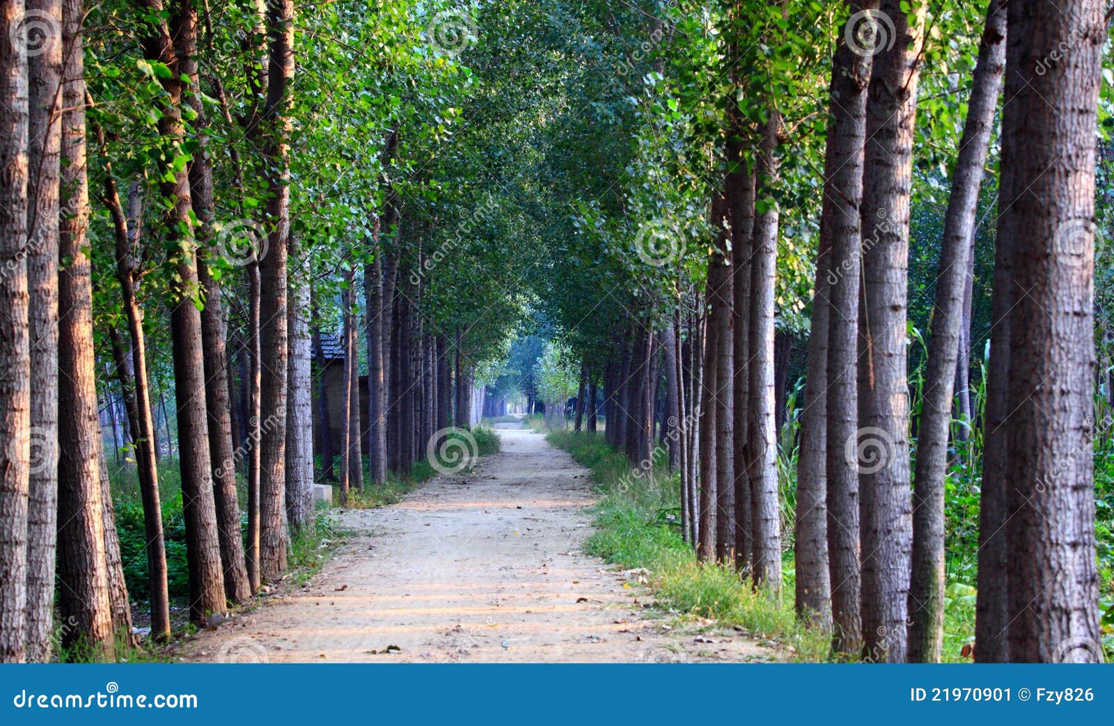 De Gevoerde Weg Van De Populier Boom Stock Afbeelding - Image of blad ...