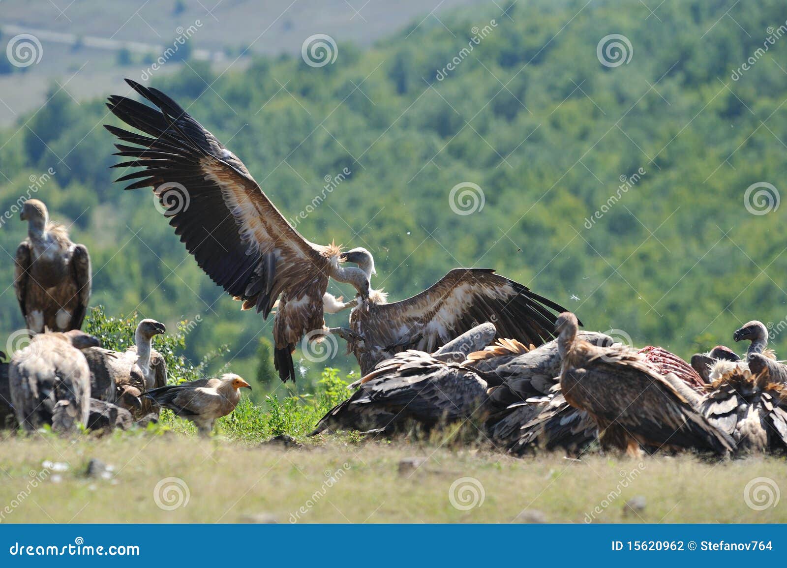 De gieren van Griffon stock foto. Image of groep, hoofd - 15620962