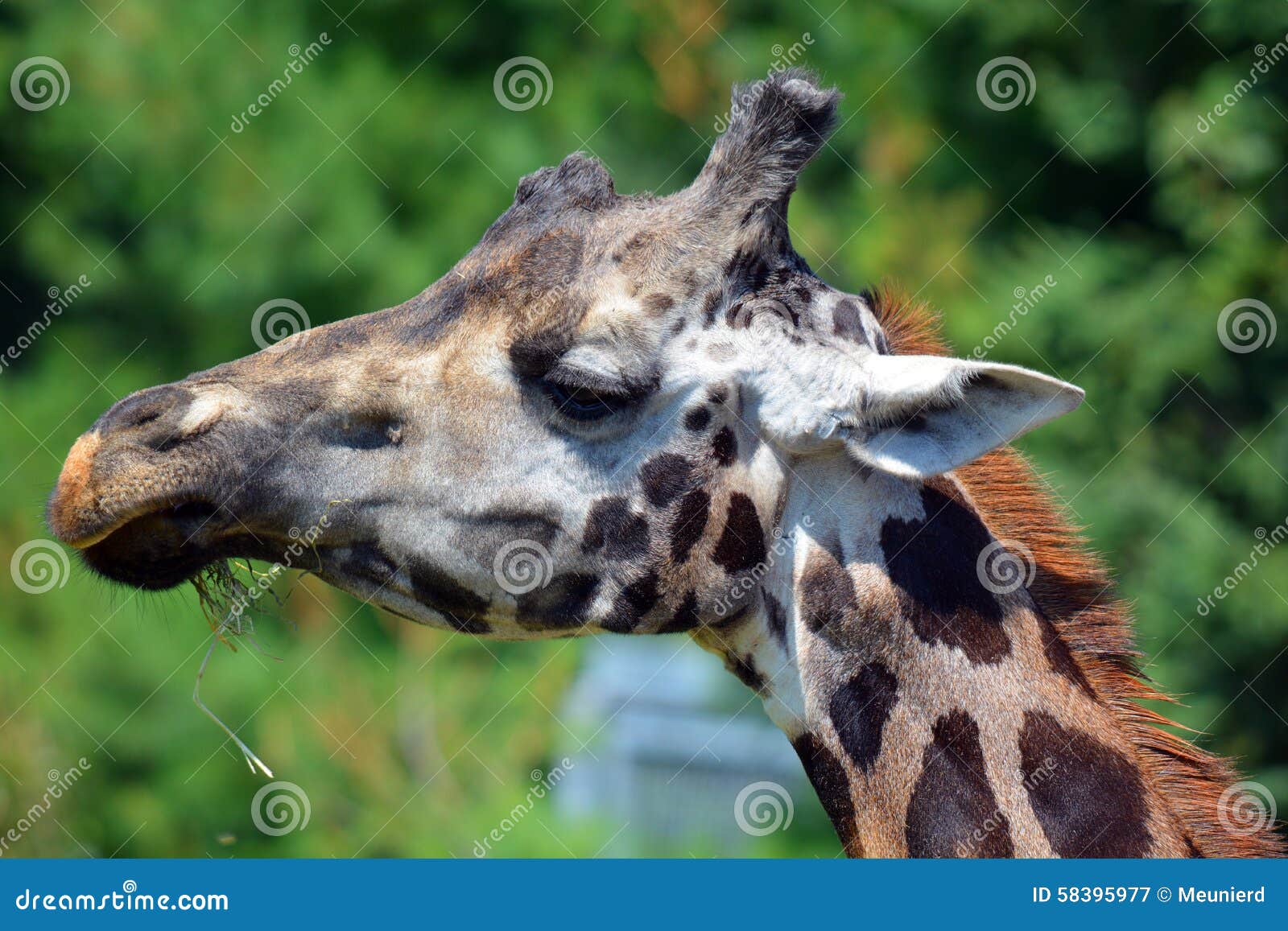 De giraf stock afbeelding. Image of zelfs, grootste, milieu - 58395977