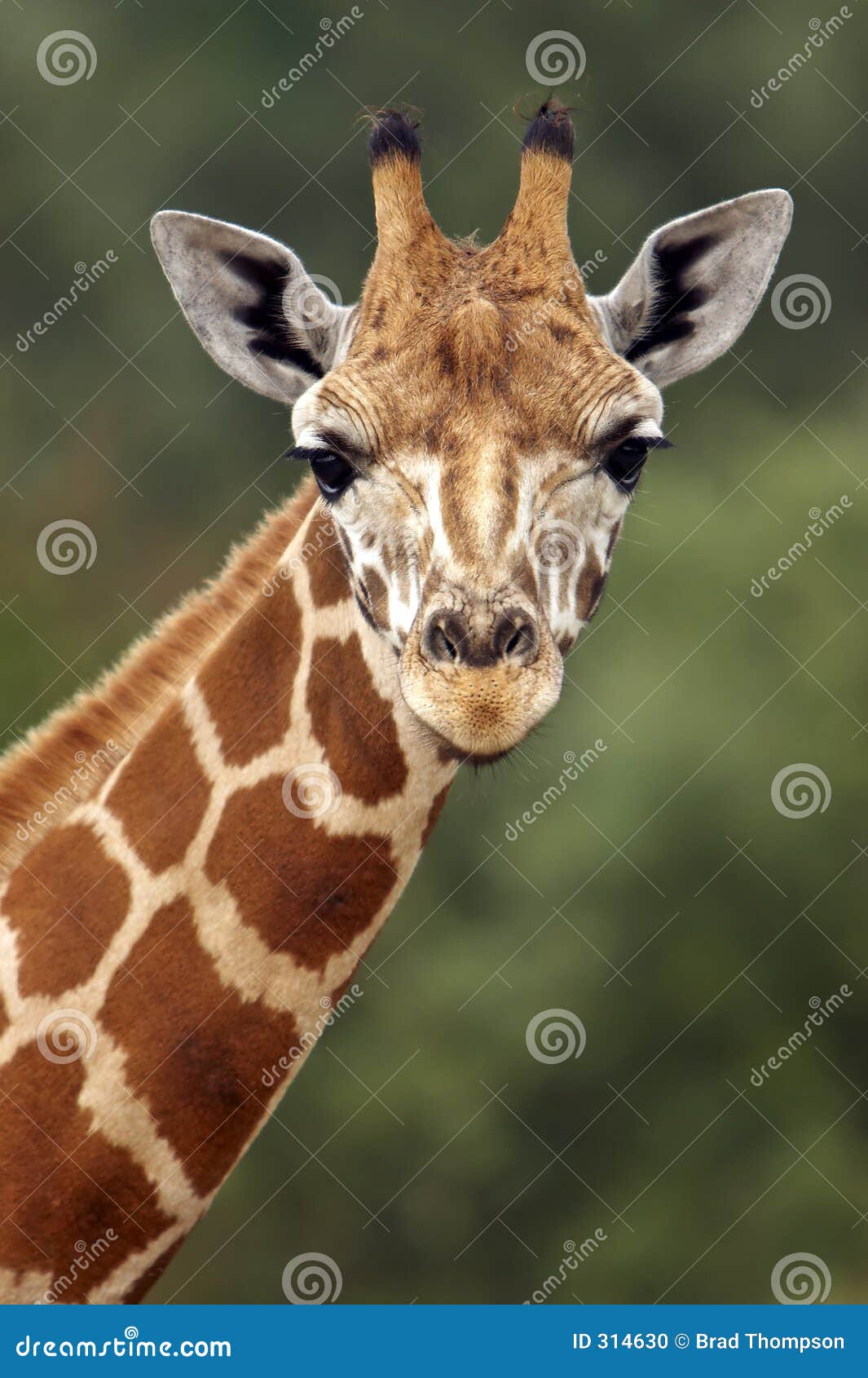 De giraf staart stock foto. Image of guinee, ogen, savanne - 314630