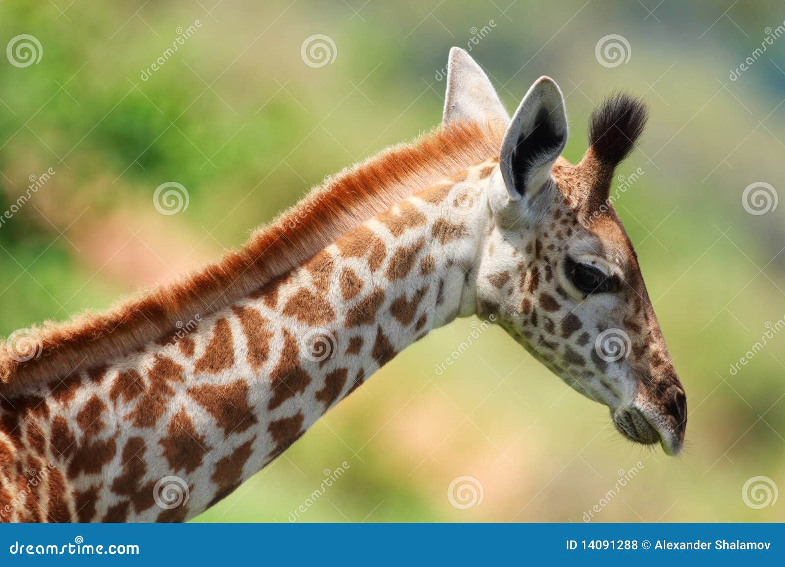 De giraf van de baby stock foto. Image of safari, reserveren - 14091288
