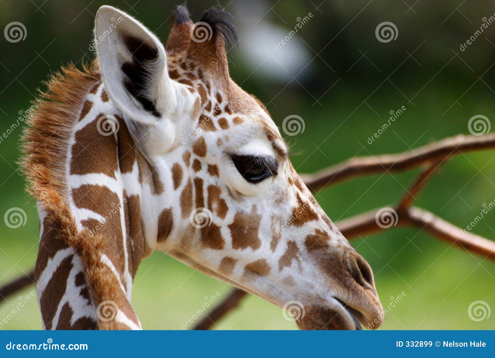 De Giraf van de baby stock afbeelding. Image of giraf, tong - 332899