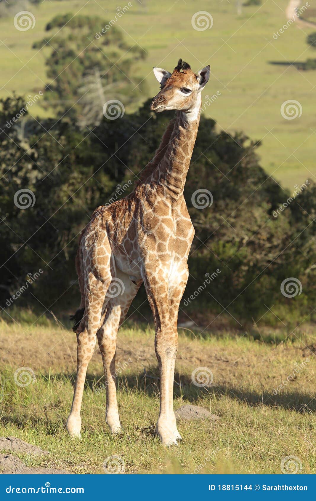 De Giraf Van De Baby in Afrikaanse Struik Stock Foto - Image of giraf ...