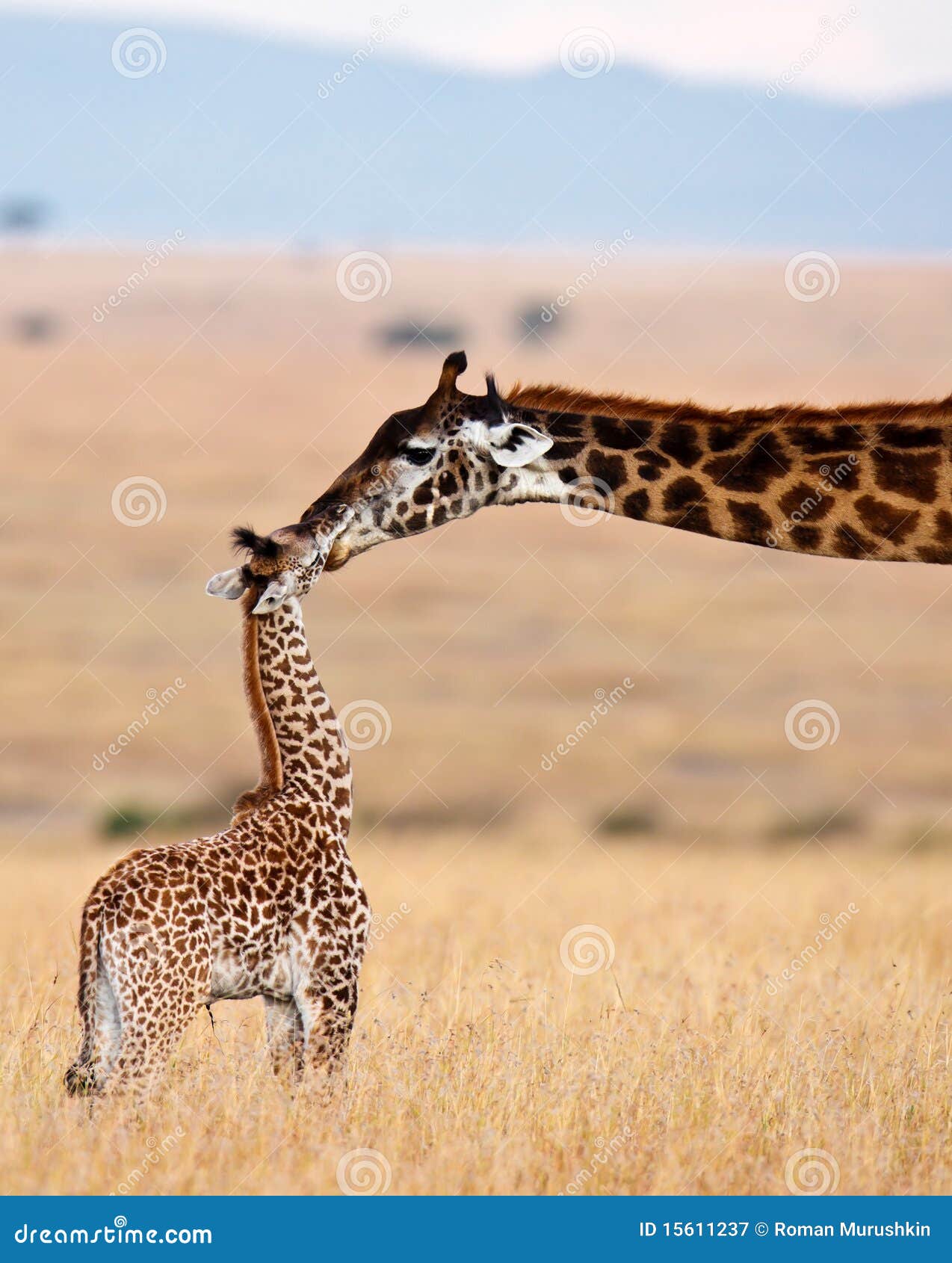 De Giraf Van Het Mamma Kust Haar Baby Stock Afbeelding - Image of ...