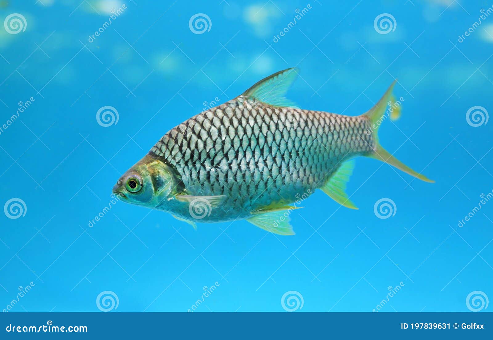 De Gonionotus Barbonymus De Poissons De Barbe Java Nageant Dans L ...