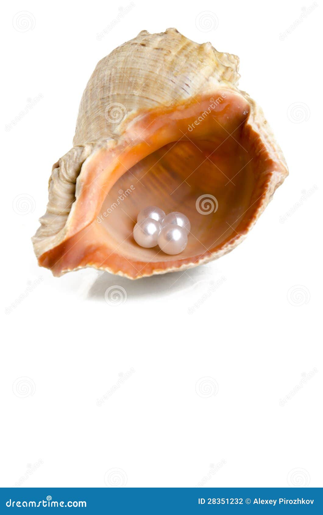 De Gootsteen Van Het Weekdier Stock Foto - Image of kleur, bestemmingen ...