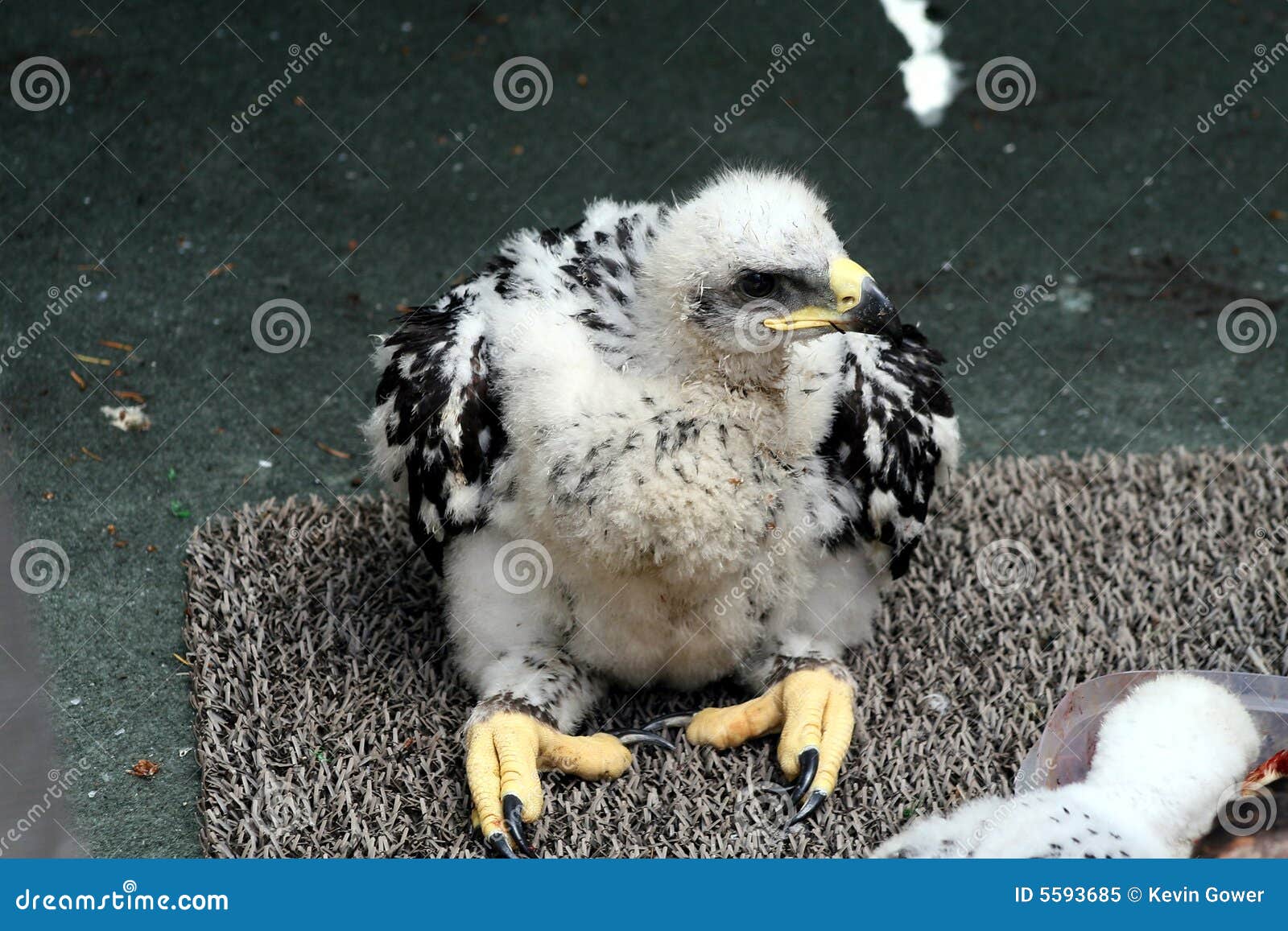 Witte Staart Arend Baby