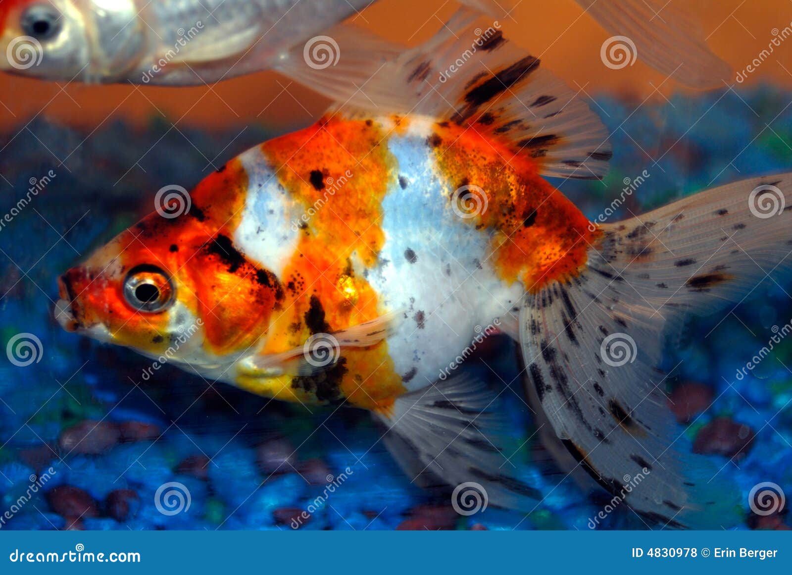 De Goudvis Van Het Huisdier Stock Foto - Image of zwemmen, vinnen: 4830978