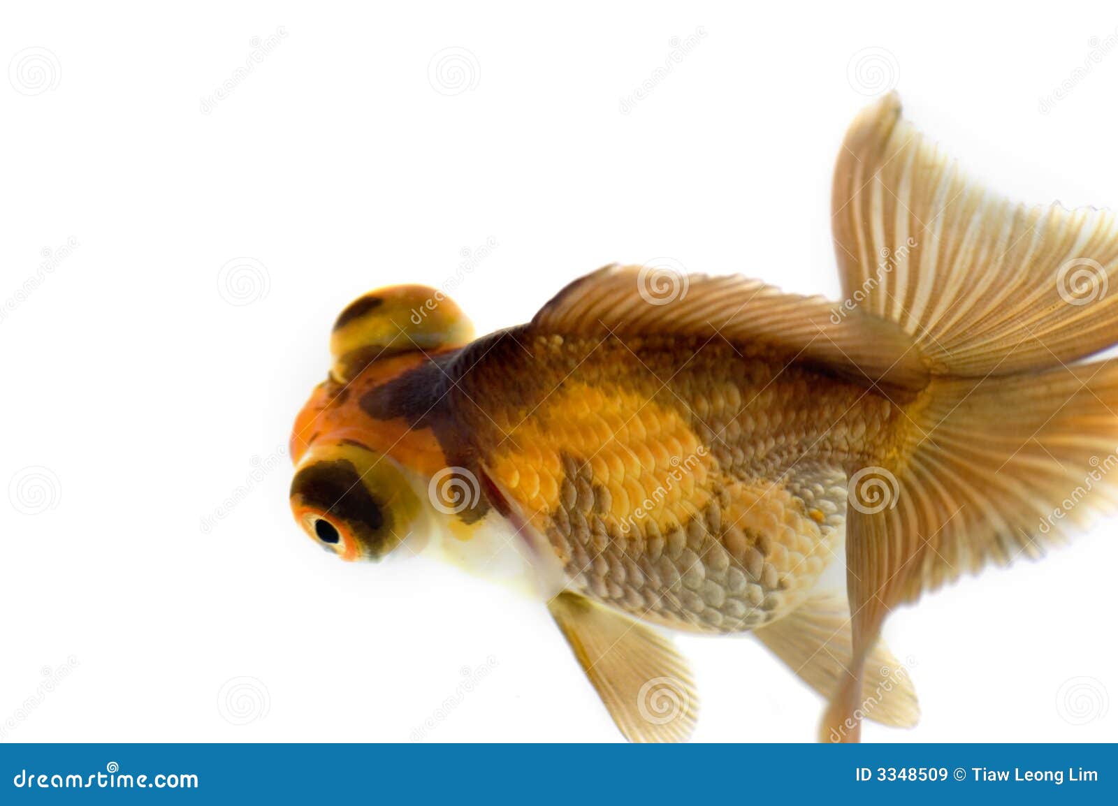 De Goudvis Van Het Oog Van De Draak Stock Afbeelding - Image of aqua ...