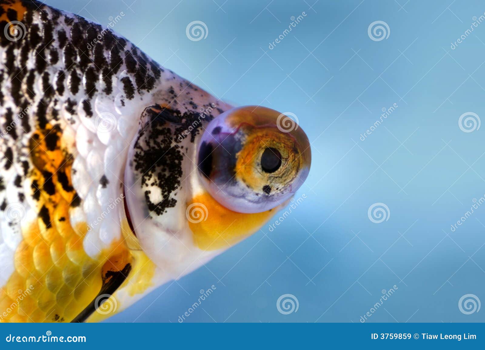 De Goudvis Van Het Oog Van De Draak Stock Afbeelding - Image of gouden ...