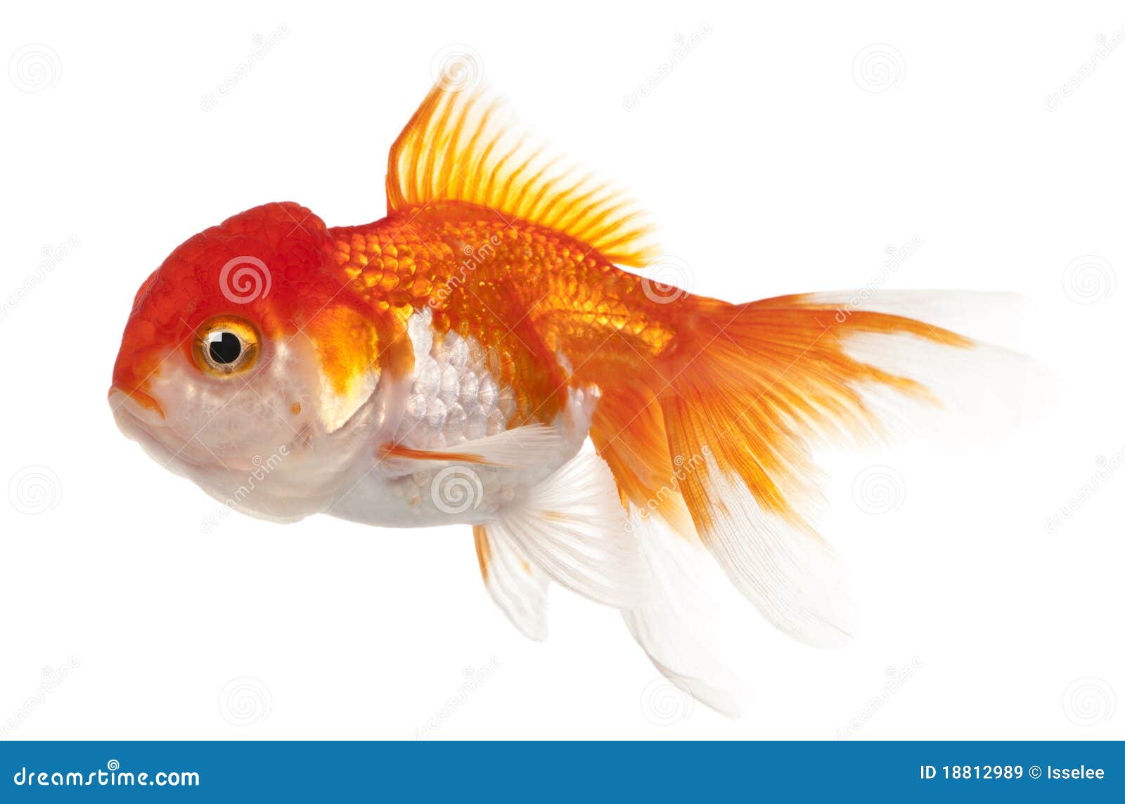 De Goudvis Van Lionhead, Auratus Carassius Stock Afbeelding - Image of ...