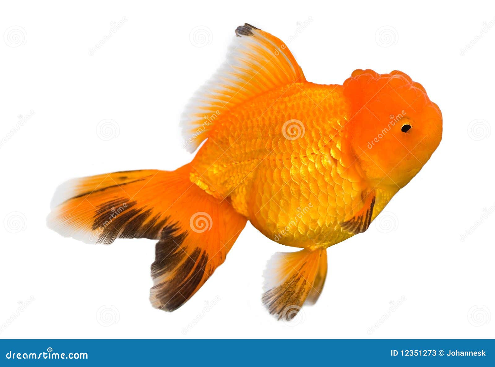 De Goudvis van Oranda stock afbeelding. Image of goud - 12351273