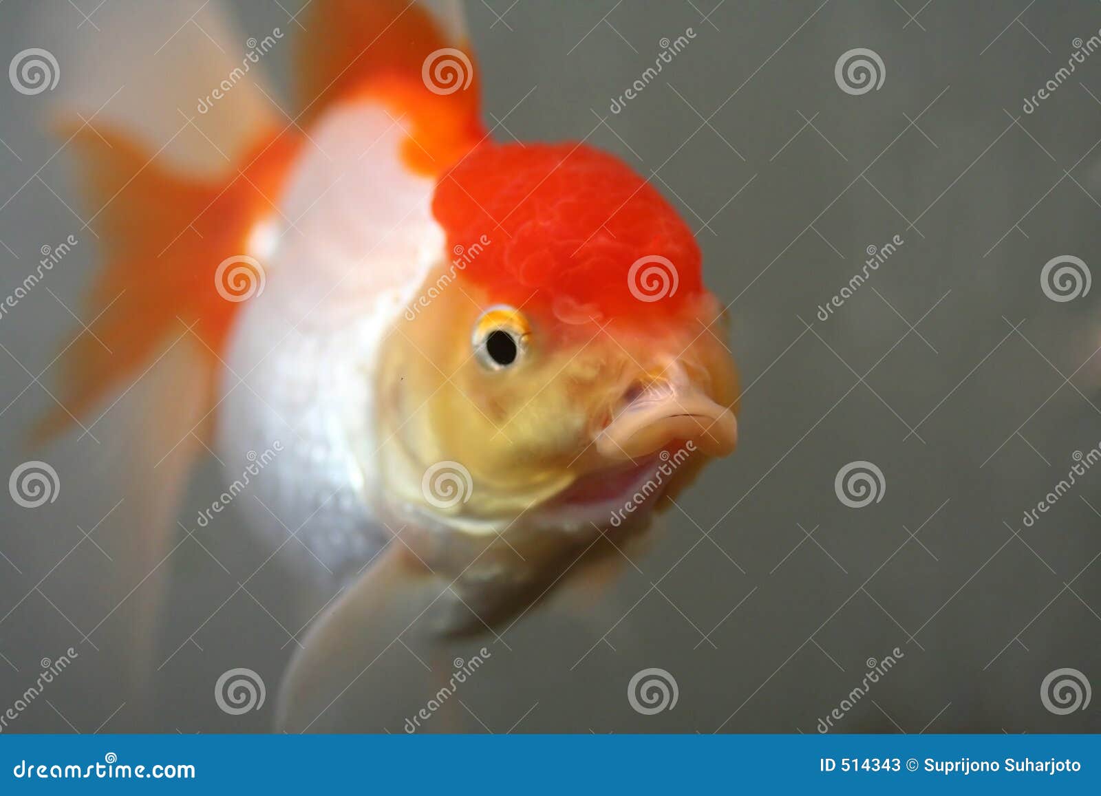 De goudvis van Oranda stock afbeelding. Image of karper - 514343