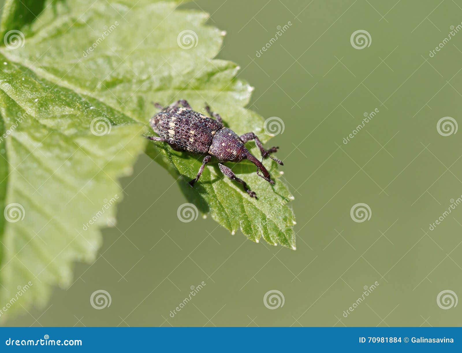 De Graanklander Van De Kever Stock Foto - Image of pijnboom, dier: 70981884