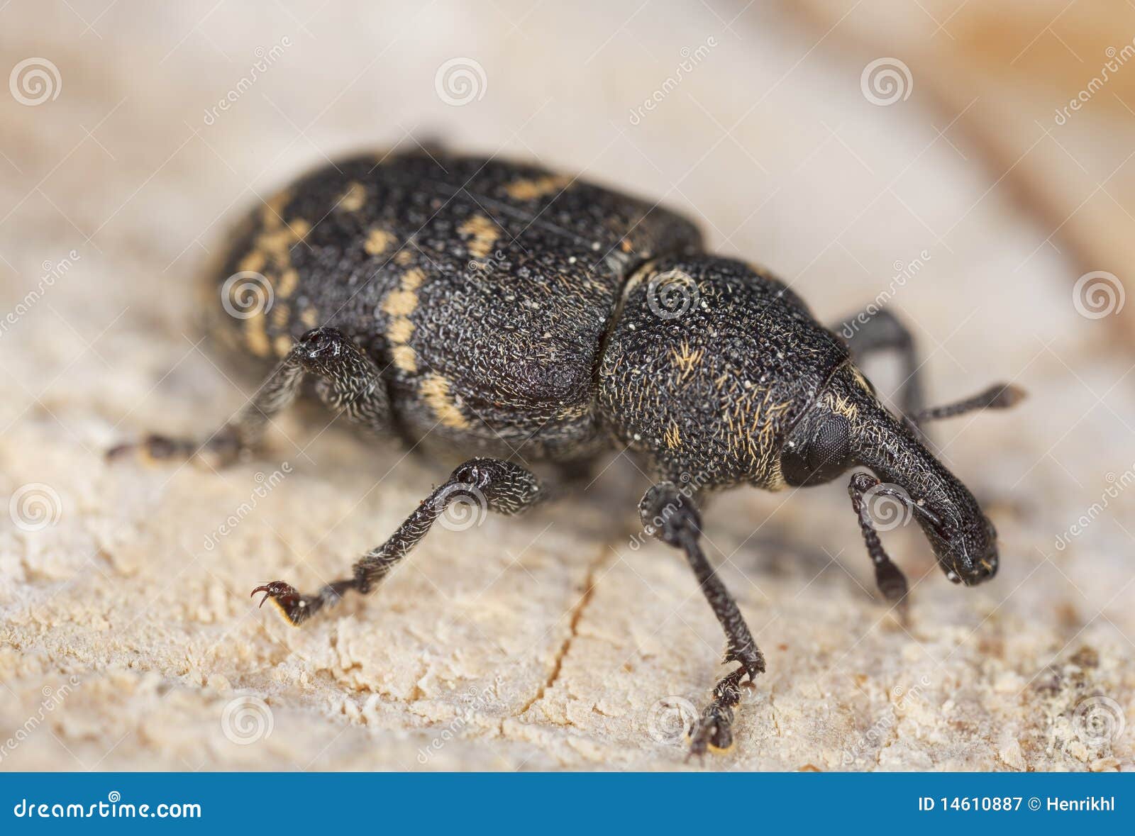 De Graanklander Van De Pijnboom Stock Afbeelding - Image of zitting ...