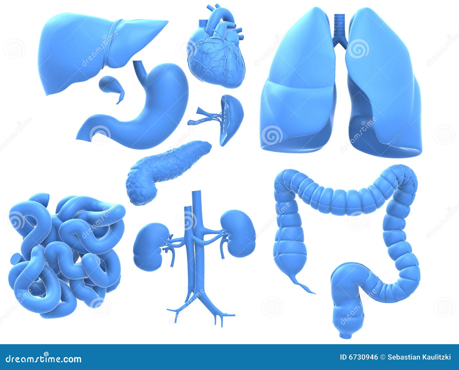 De grafiek van het orgaan stock illustratie. Illustration of organen ...