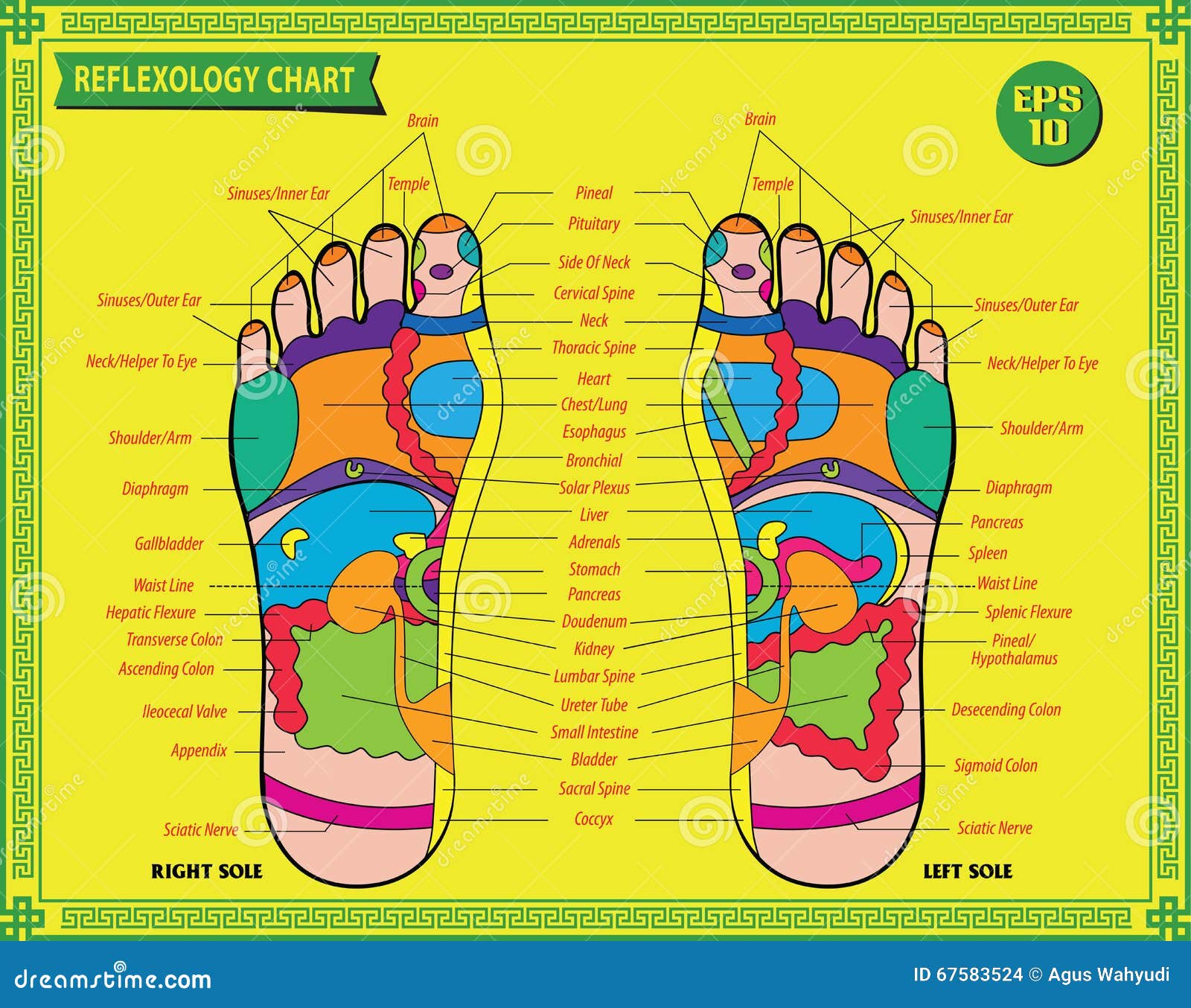 De Grafiek Van Voetreflexology Stock Illustratie - Illustration of ...