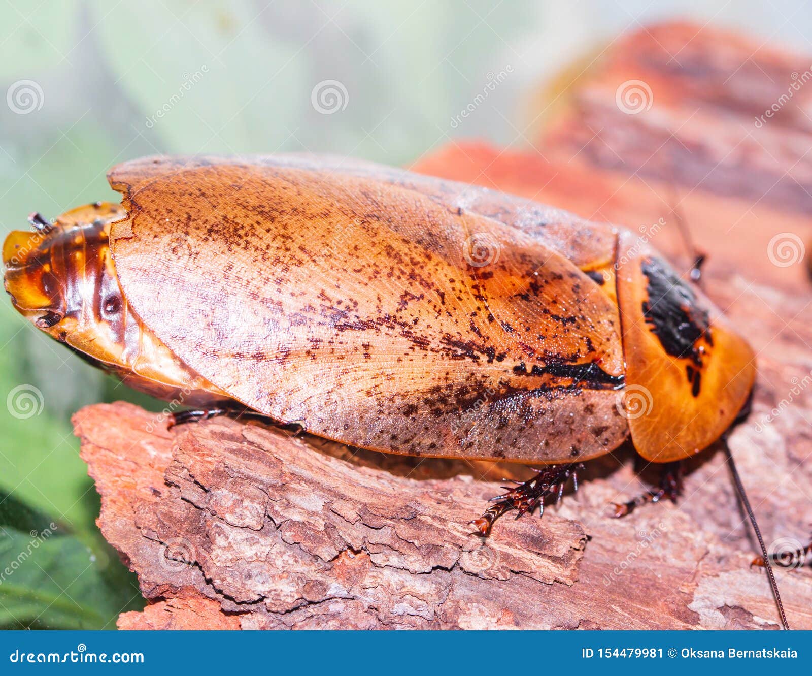 De Grands Cafards Exotiques Image stock - Image du cancrelats, pattes ...