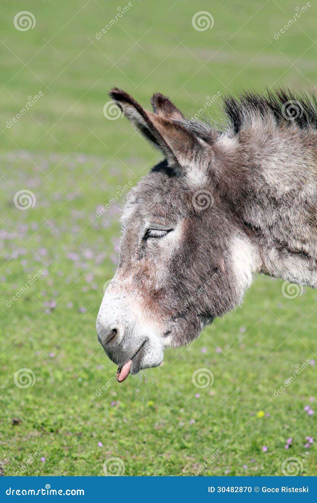 De Grappige Ezel Zet Uit Een Tong Stock Foto - Image of portret ...