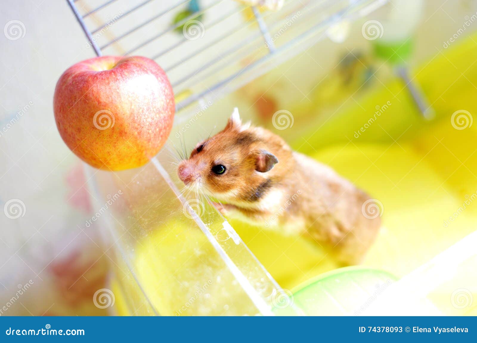 De Grappige Hamster Krijgt Uit Zijn Kooi Stock Afbeelding - Image of ...