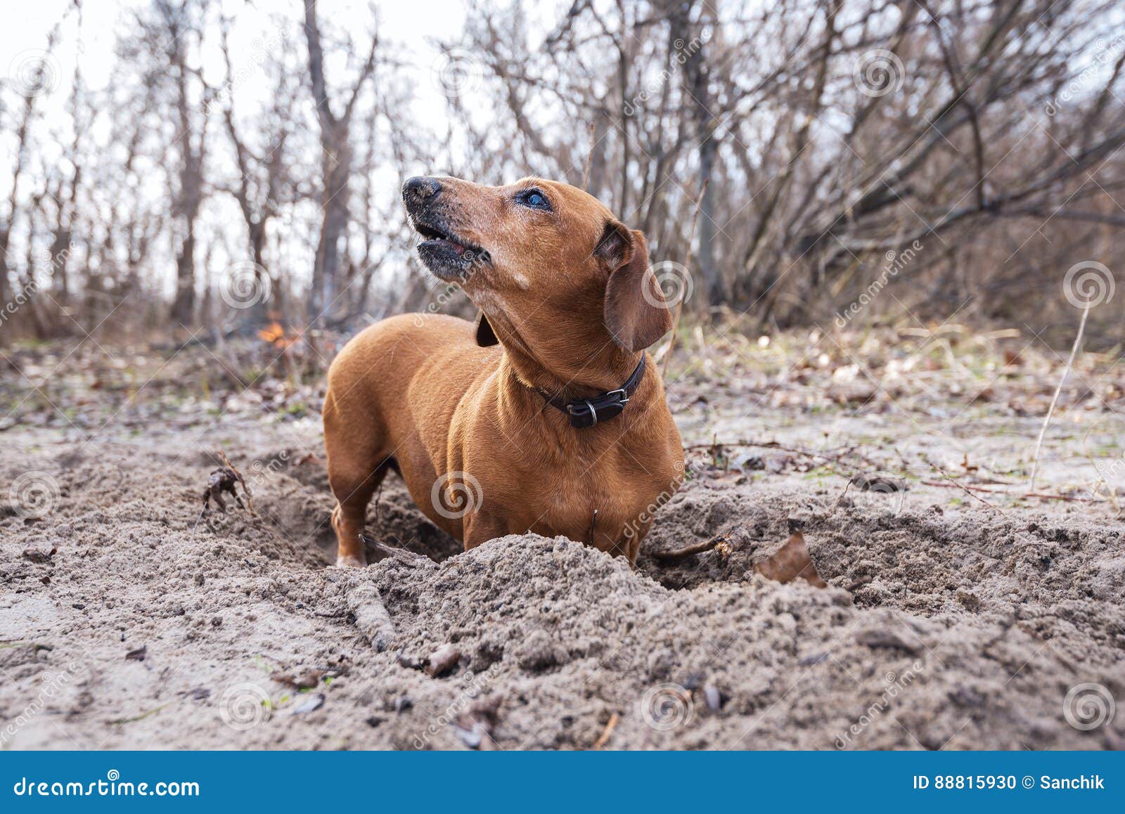 De Grappige Hond Graaft Een Gat Op Het Strand Stock Foto - Image of ...
