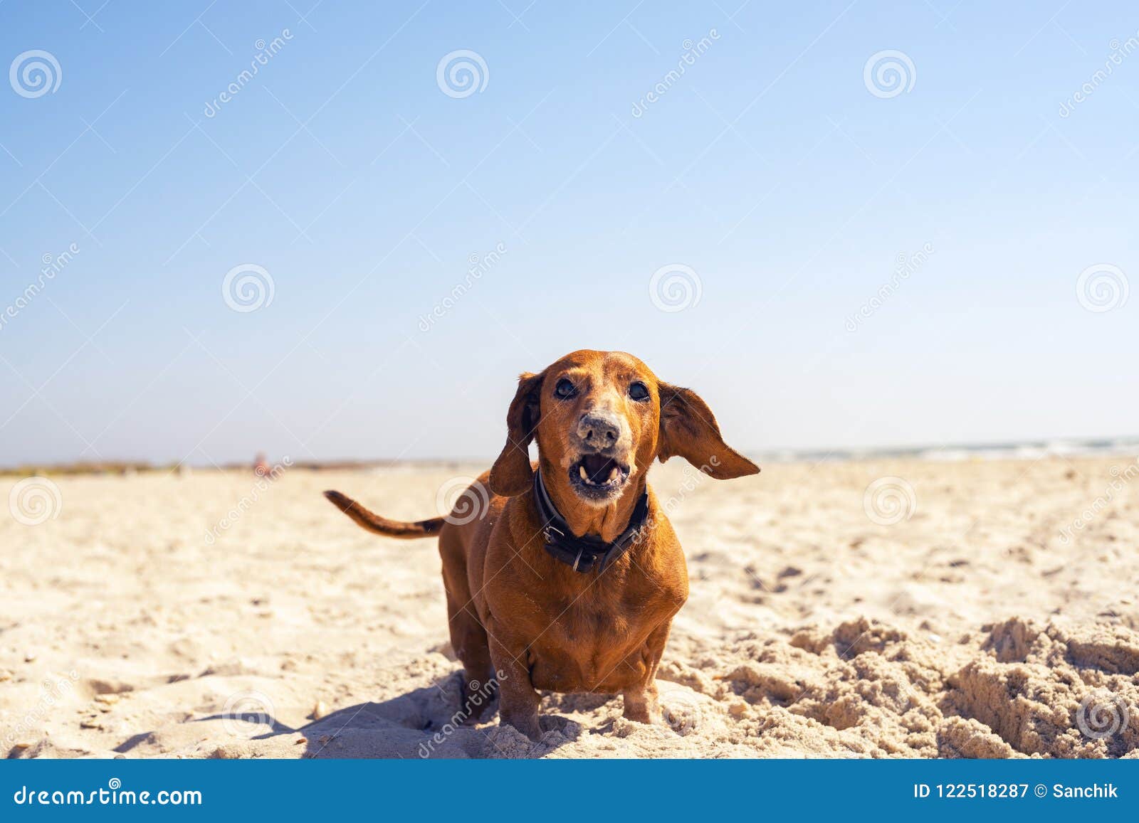 De Grappige Oude Hond Graaft Een Gat Stock Afbeelding - Image of spel ...