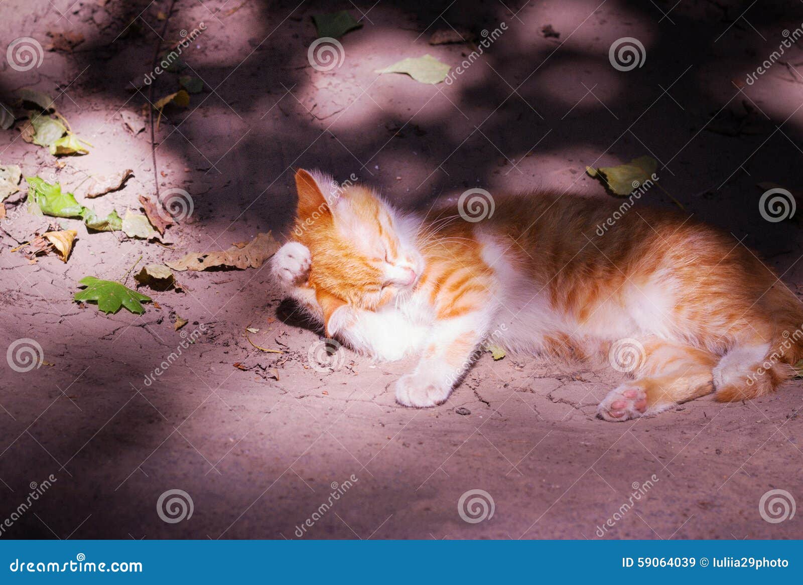 De Grappige Rode Kat Slaapt Stock Afbeelding - Image of leuk, rood ...