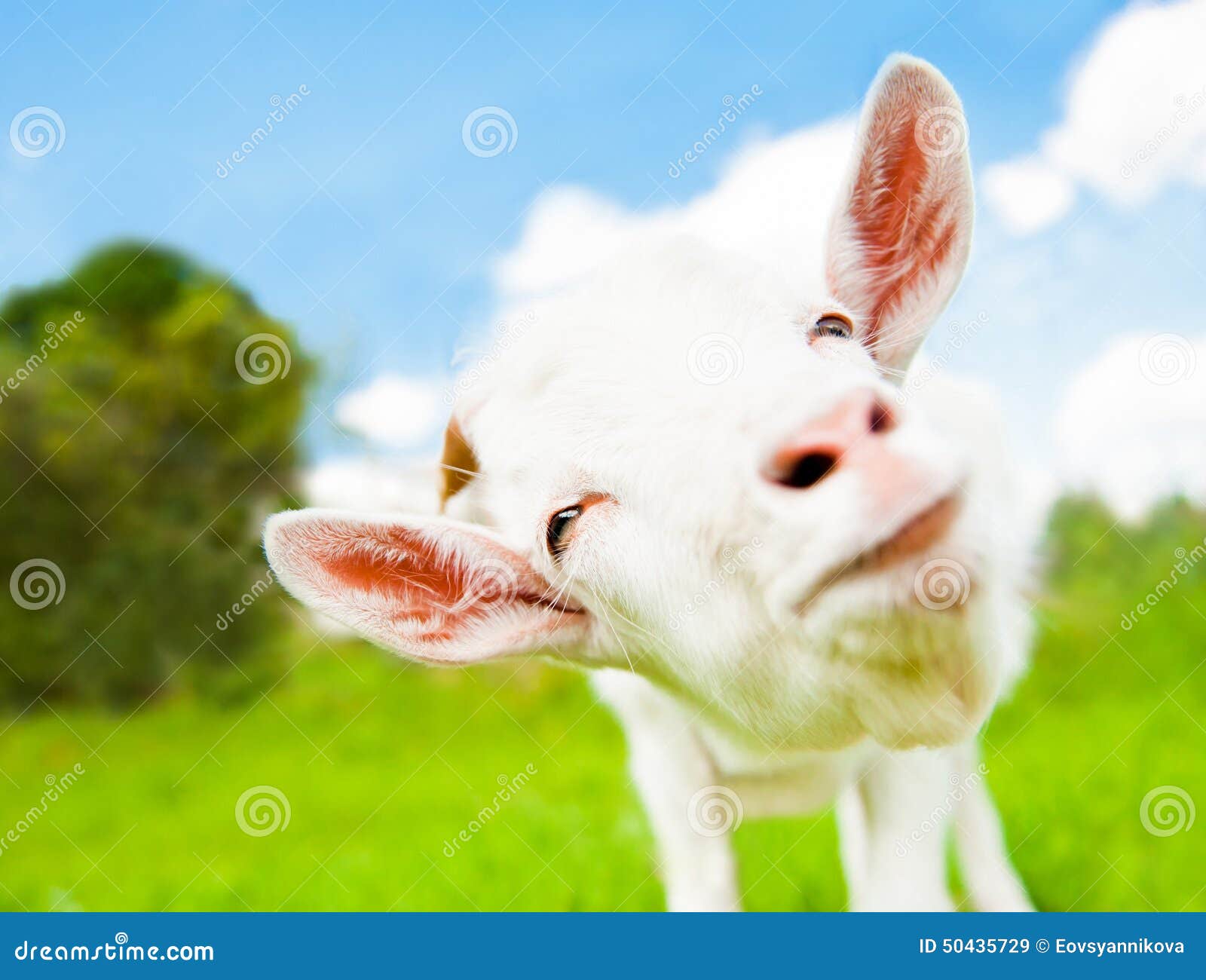 De Grappige Witte Geit, Sluit Omhoog Stock Afbeelding - Image of ...