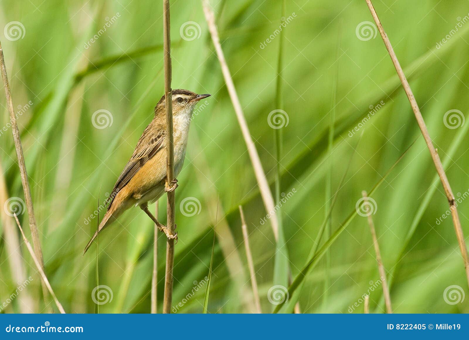 De Grasmus van het riet stock afbeelding. Image of fenland - 8222405