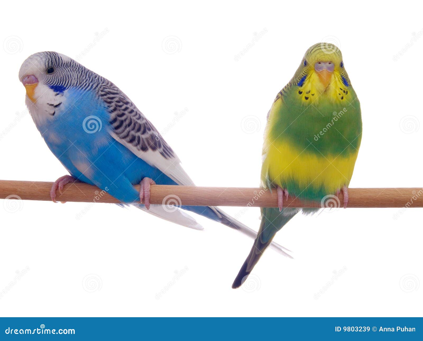 De Grasparkiet Van Het Paar Stock Afbeelding - Image of schepsel ...