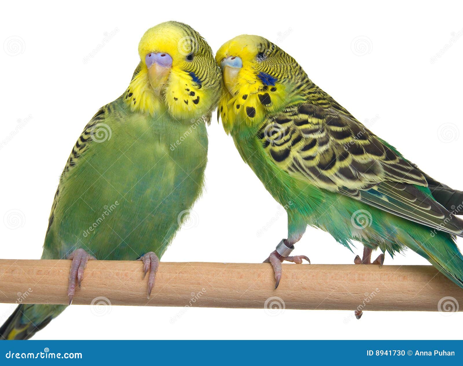 De Grasparkiet Van Het Paar Op Witte Achtergrond Stock Foto - Image of ...