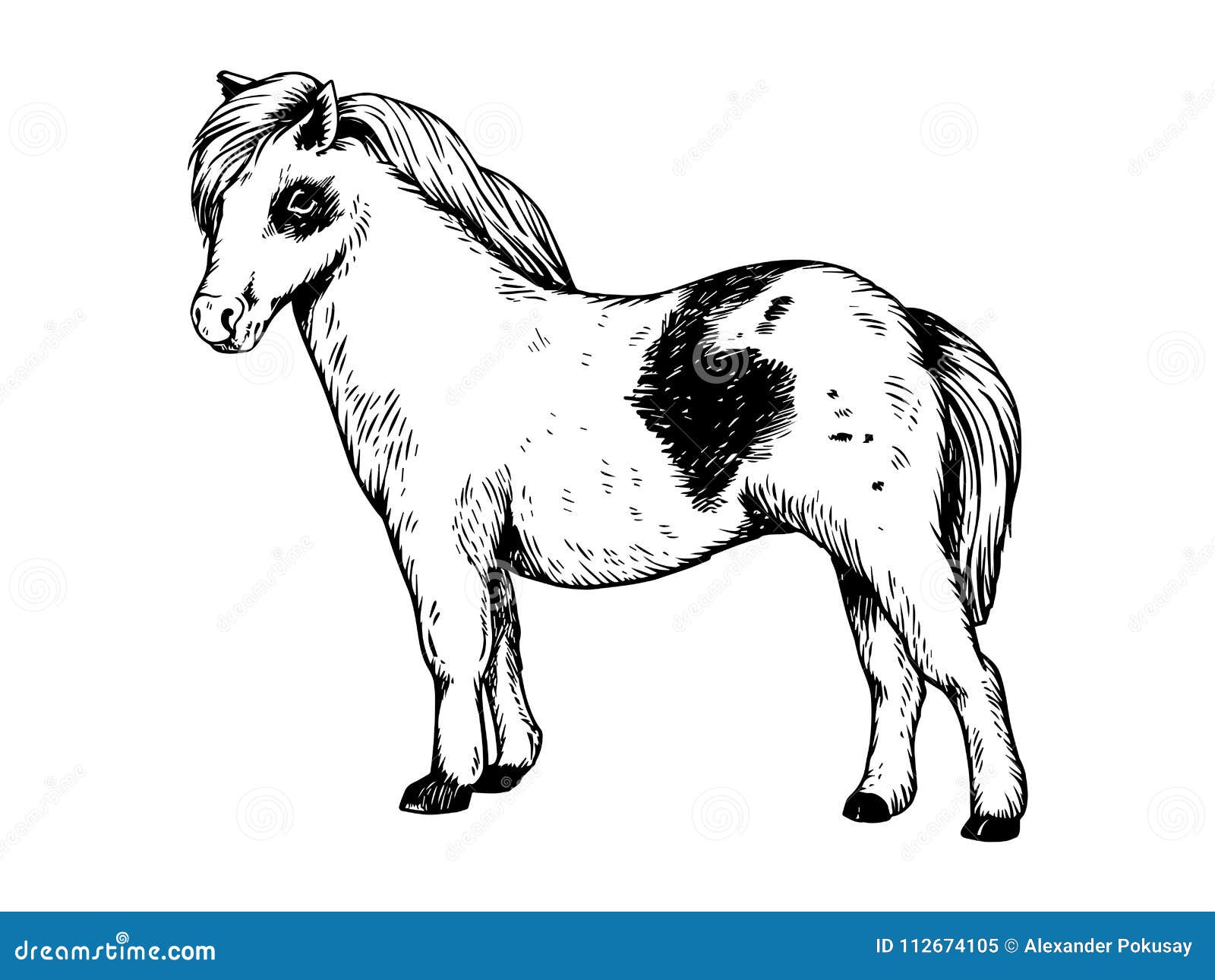 De Gravurevector Van Het Poney Kleine Paard Vector Illustratie ...