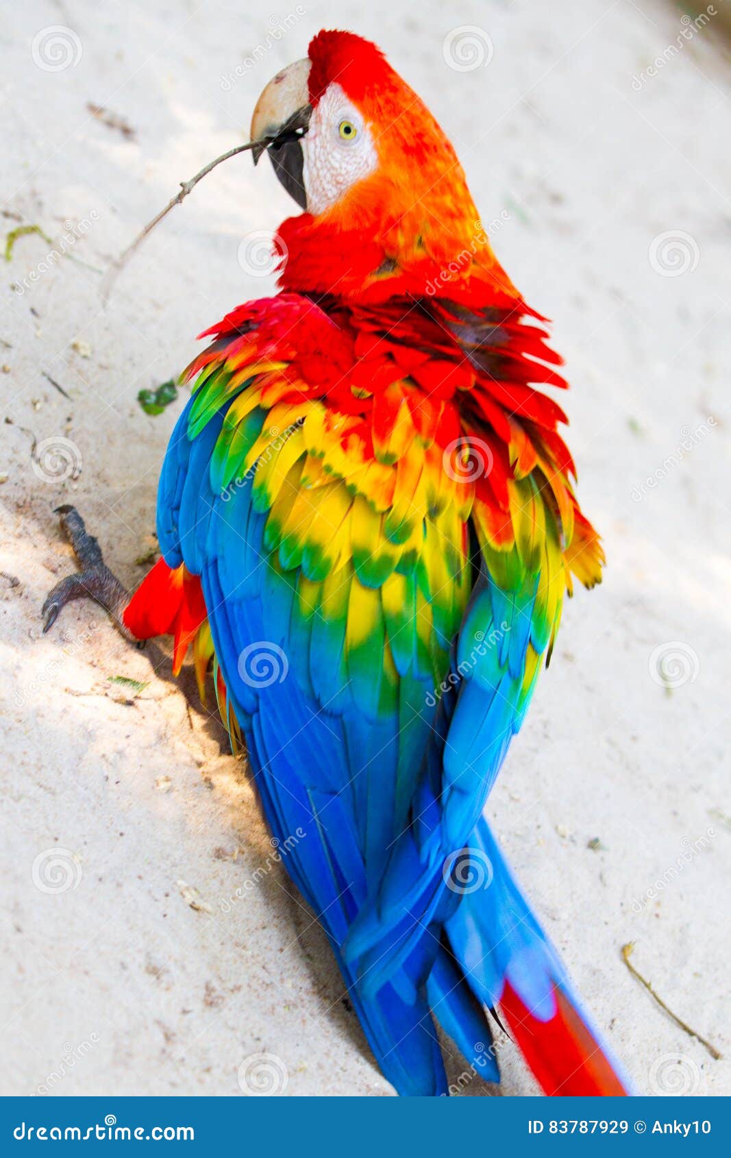 De green-winged ara stock afbeelding. Image of geel, zuiden - 83787929