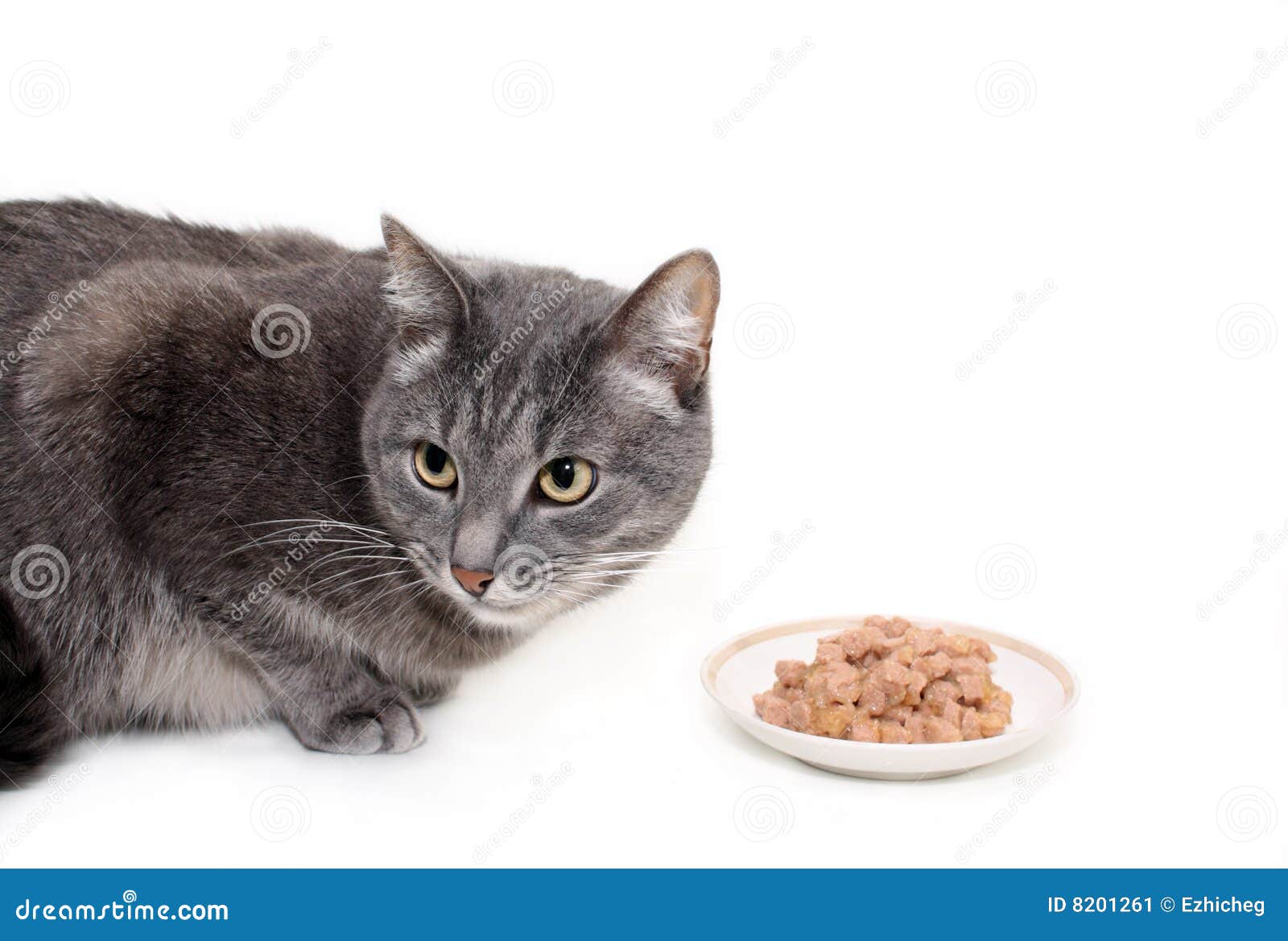 De Grijze Kat Eet Het Ingeblikte Voedsel Van De Kat Stock Afbeelding ...