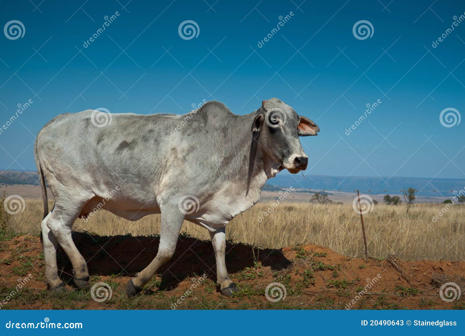 De Grijze Koe Van De Brahmaan Stock Afbeelding - Image of blauw, vlees ...