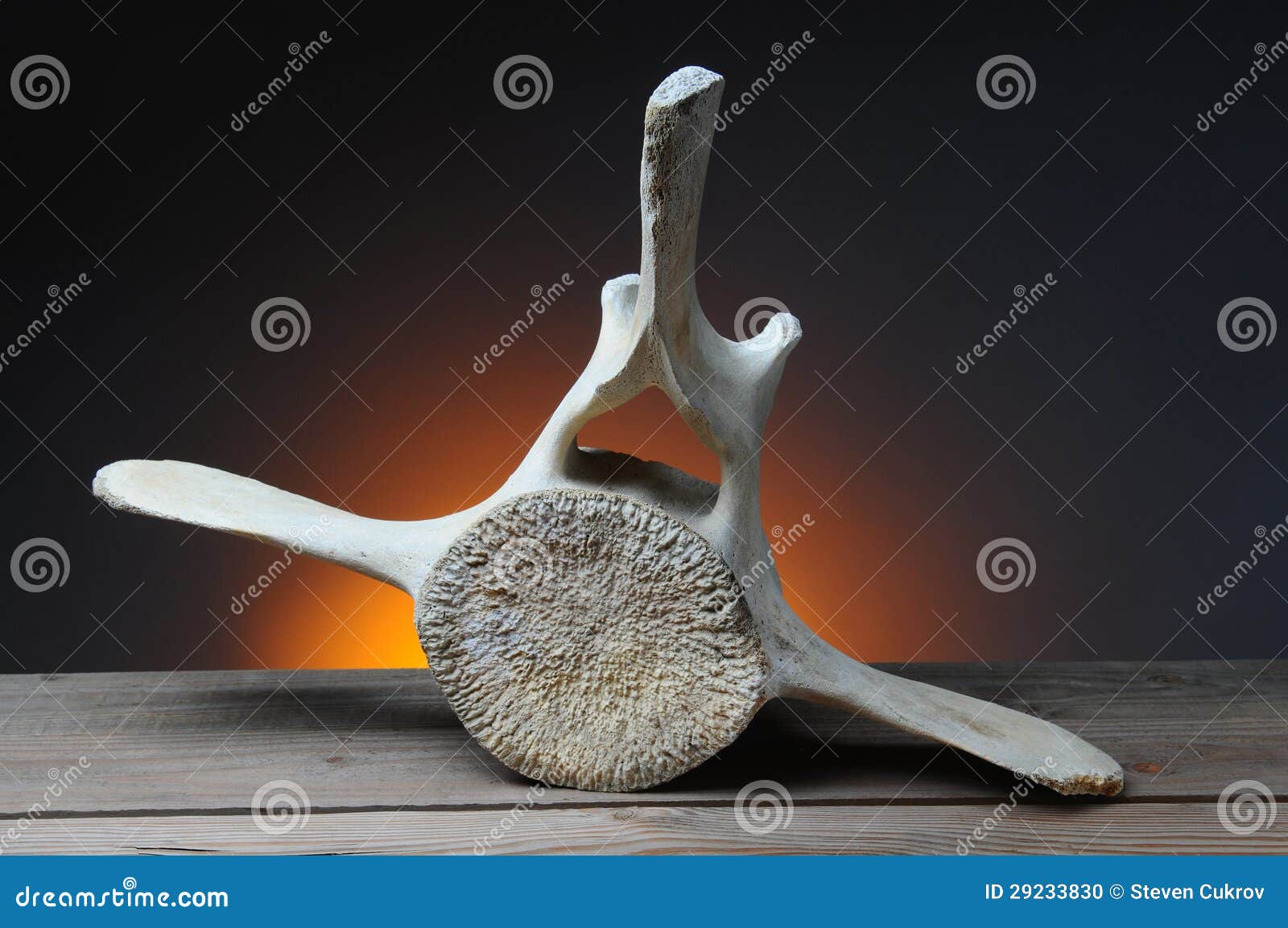 De Grijze Ruggewervels Van De Walvis Stock Foto - Image of beschermd ...