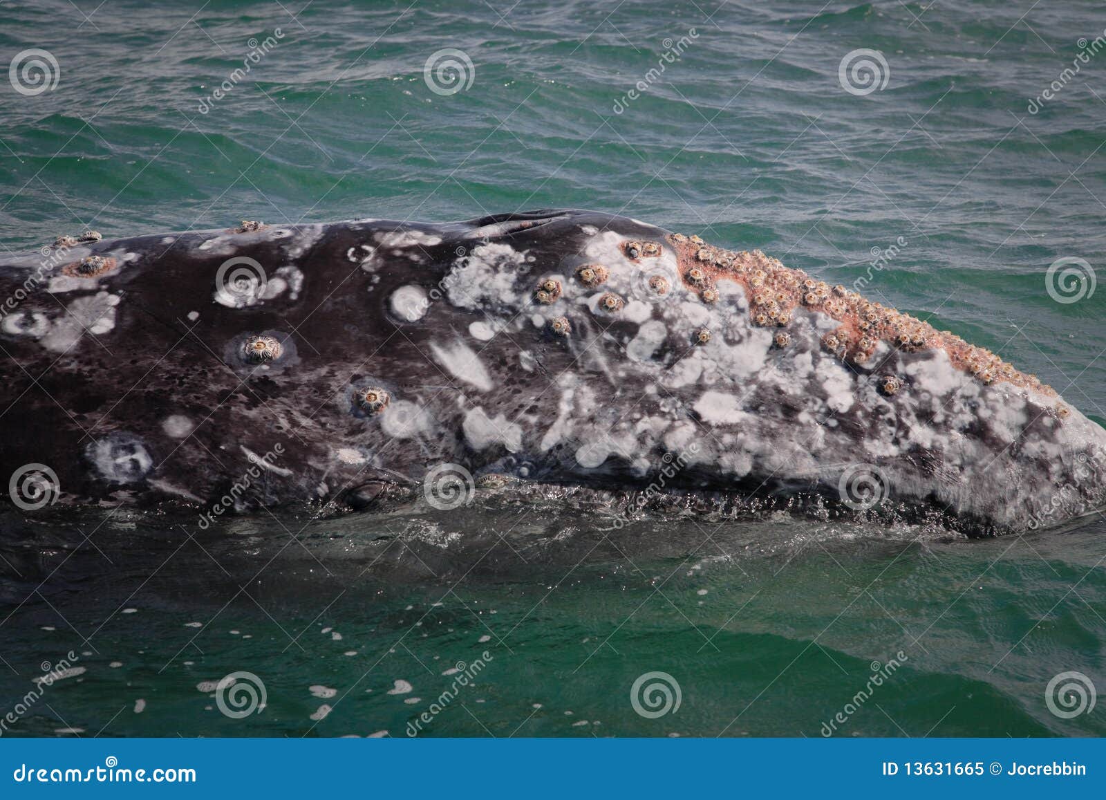 De Grijze Walvis Van Barnacled Stock Afbeelding - Image of mannetje ...